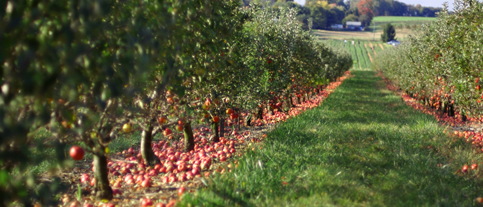 Bakery & Food - Aamodt's Apple Farm