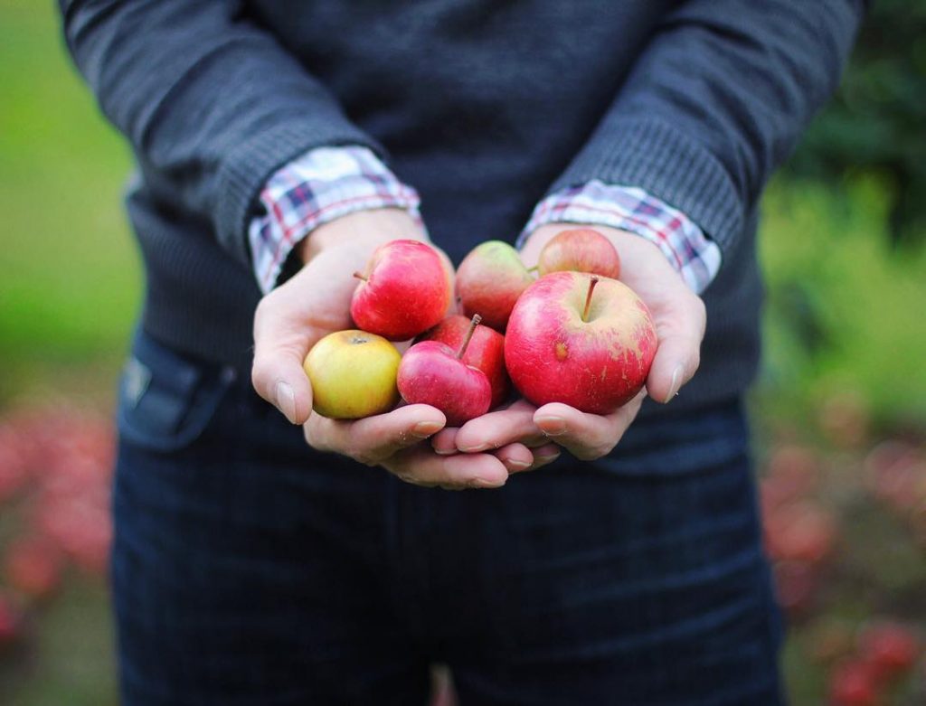 Welcome to Aamodt's Apple Farm - Home of Honeycrisp Apples