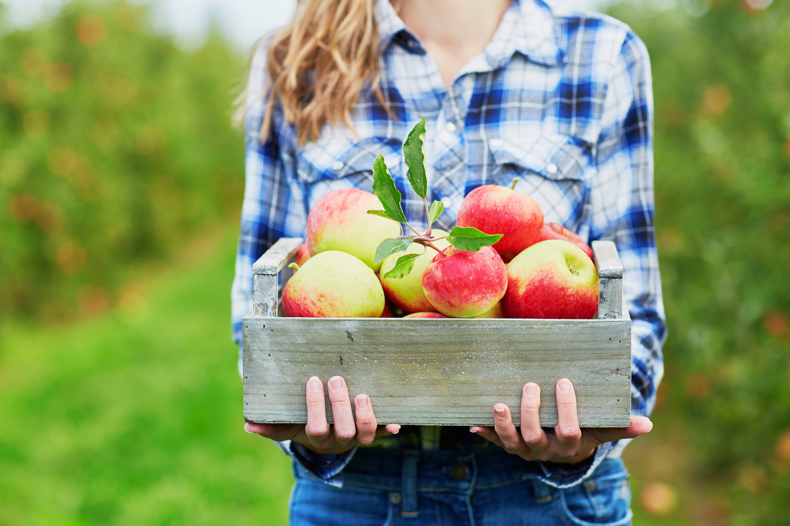 Apple Varieties - Aamodt's Apple Farm